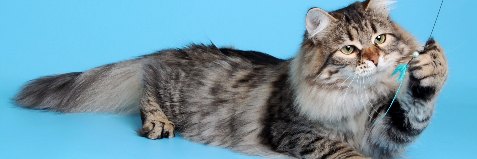 АРСЕНИУМ питомник сибирских кошек