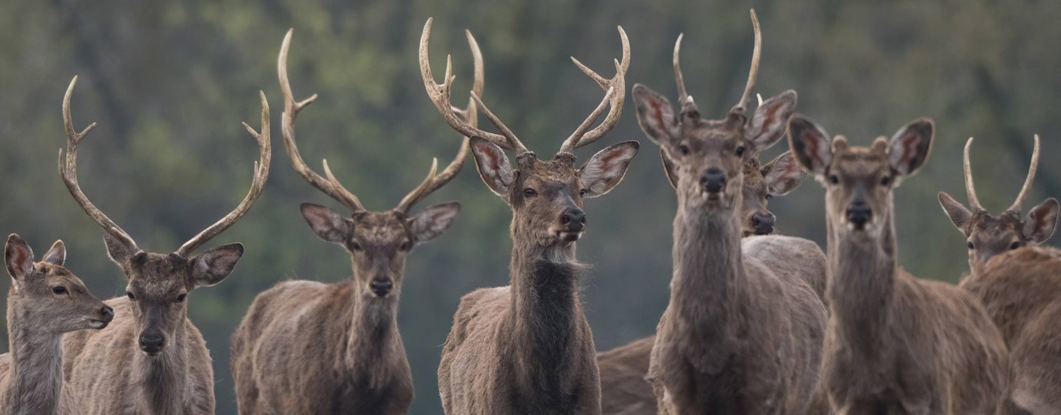 Донская Дичь