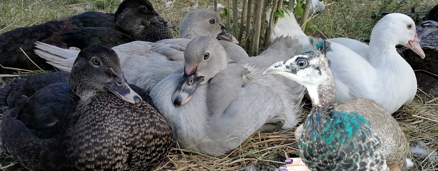 Евгения Пермякова. Утиное поместье.