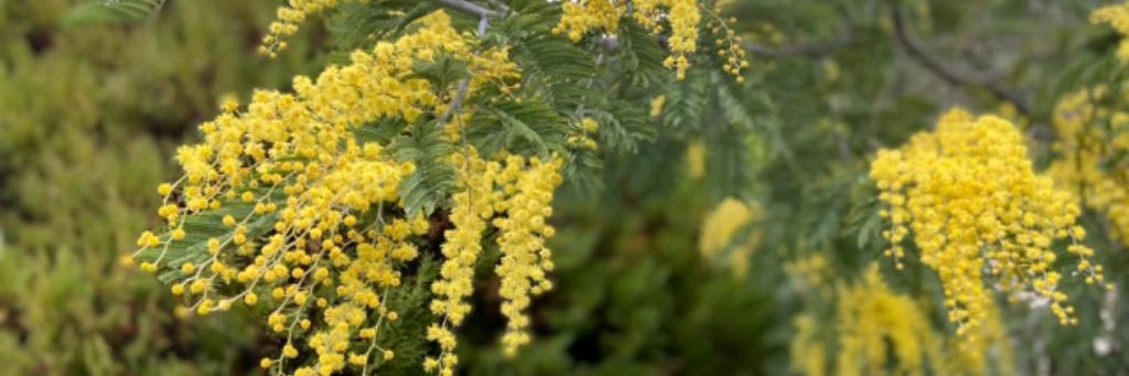 Родня казаки ансамбль