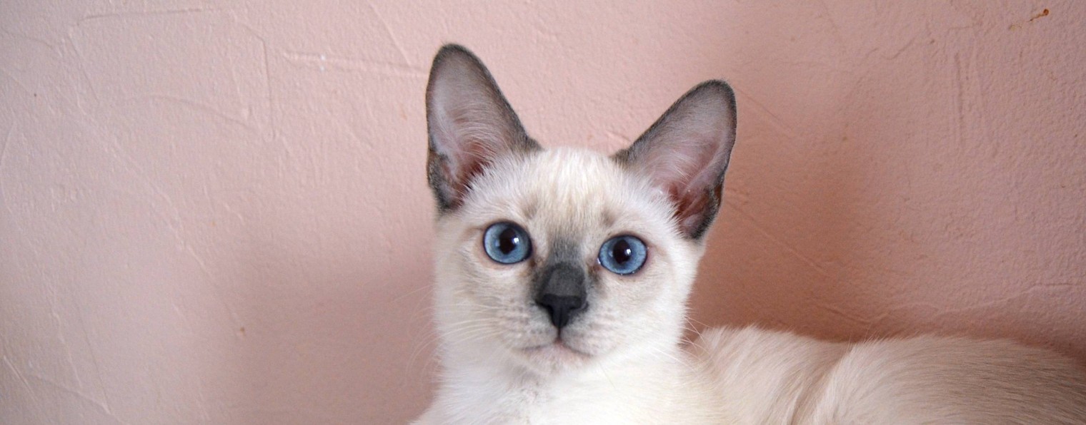 Тайские кошки и все, что я люблю