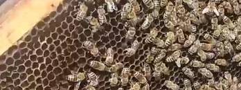 Пасека МЕДВЕДЬ