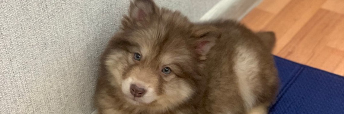 Собачка Ася