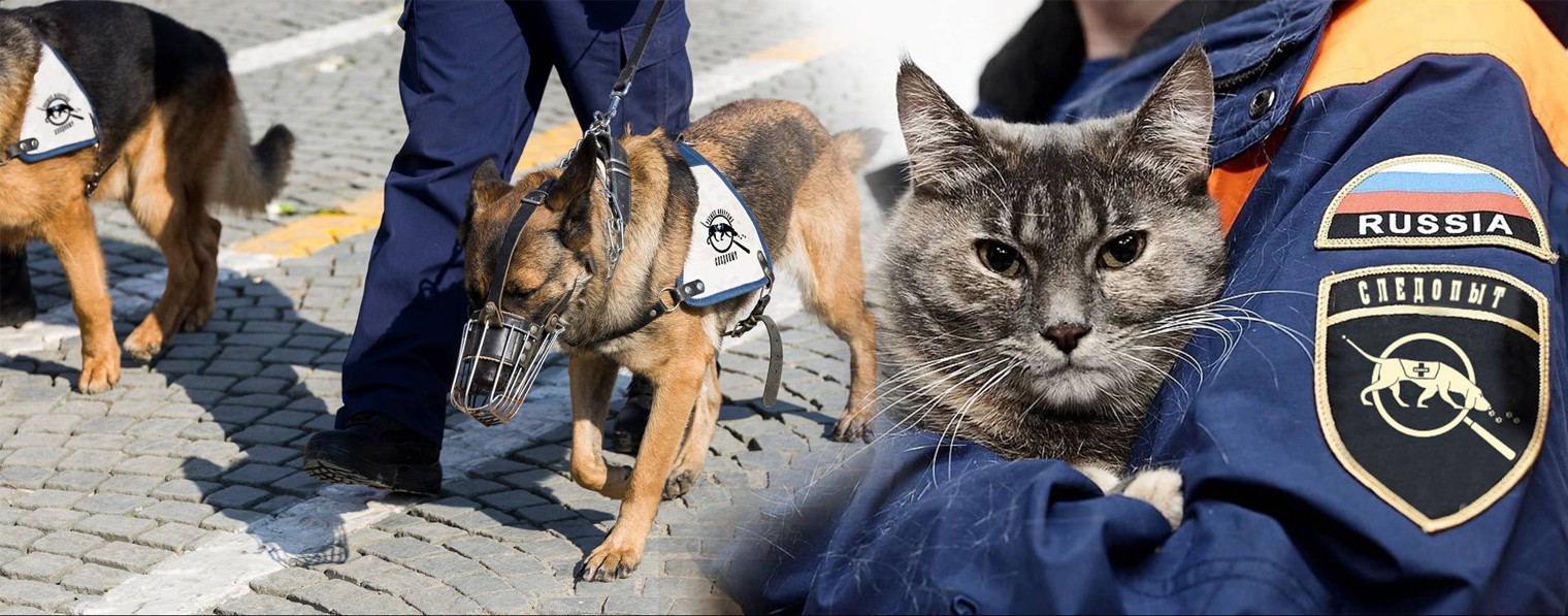 Услуги по поиску пропавших животных и вещей