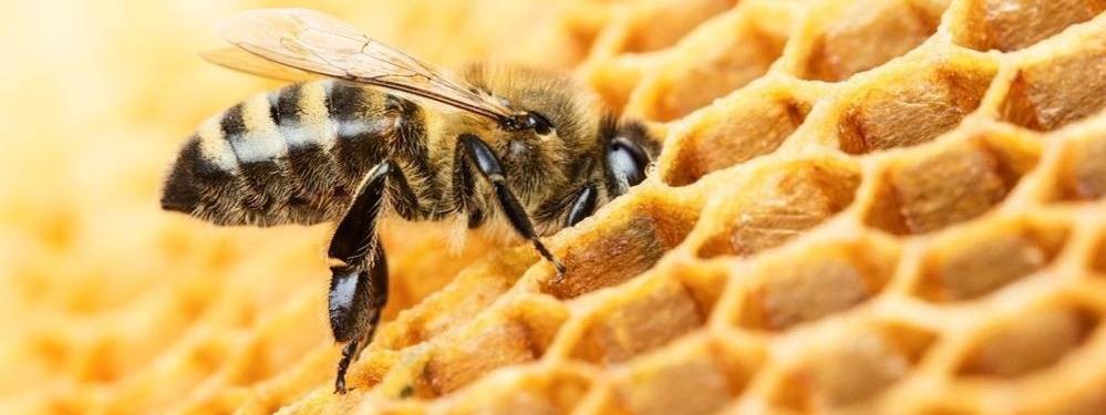 Пчеловод Выходного Дня