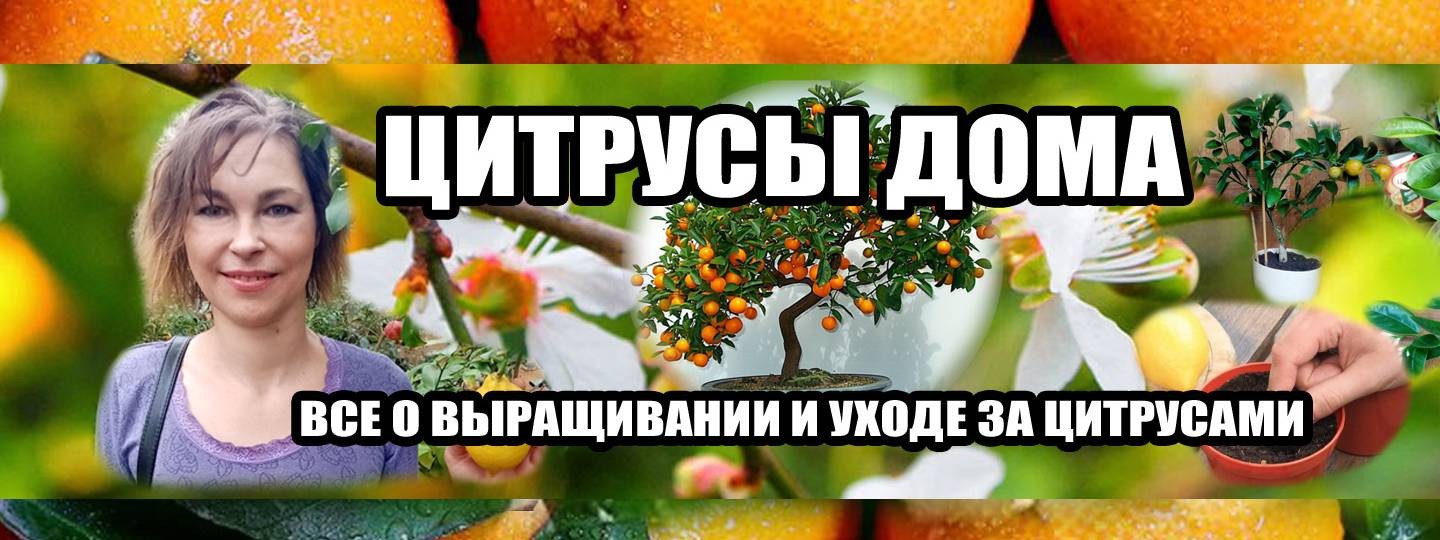 Цитрусы дома