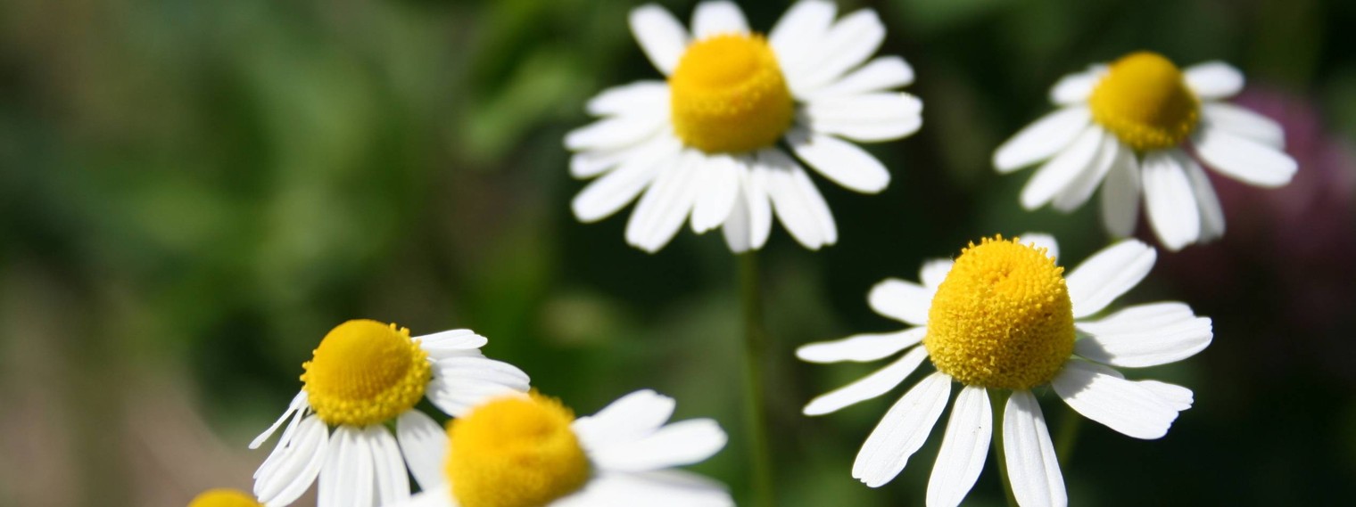 Яна Рязанская таро