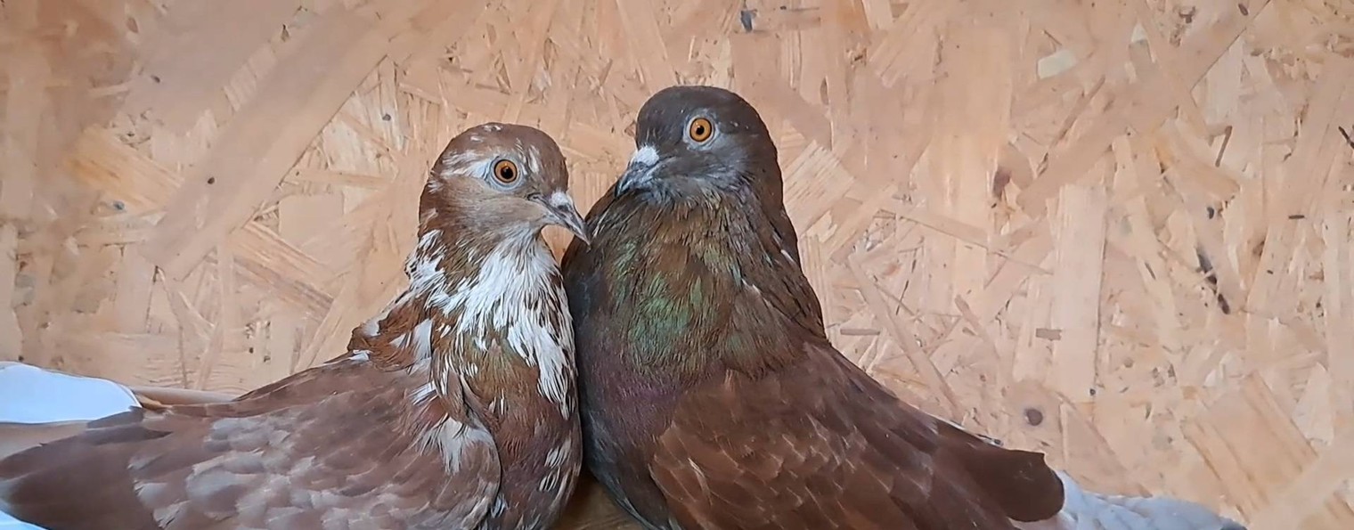 Торцовые голуби Регулярного Василия И.