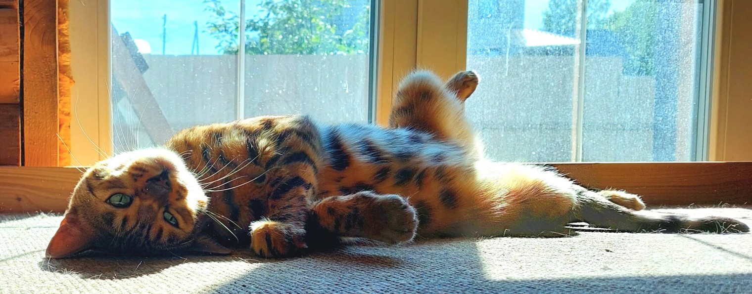 Зефирка и Оливка