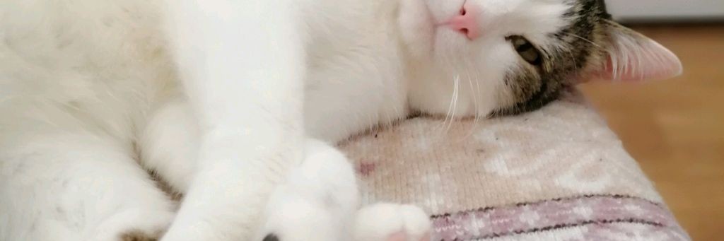 Бивис и клубочки шерсти