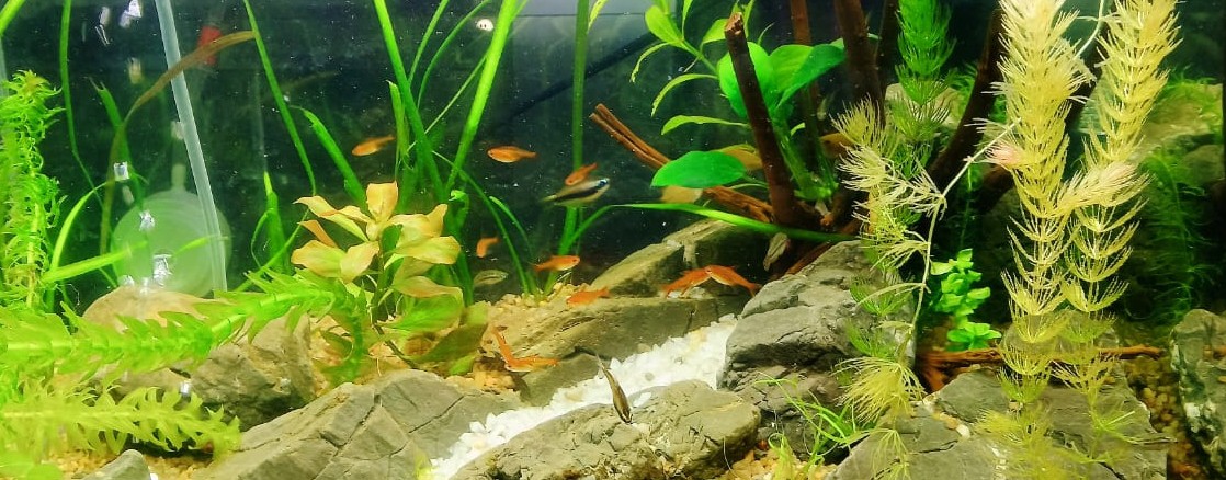 Креветкин дом