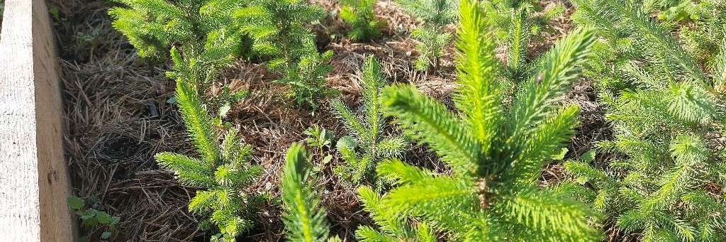 Лесная красавица - плантация новогодних елок