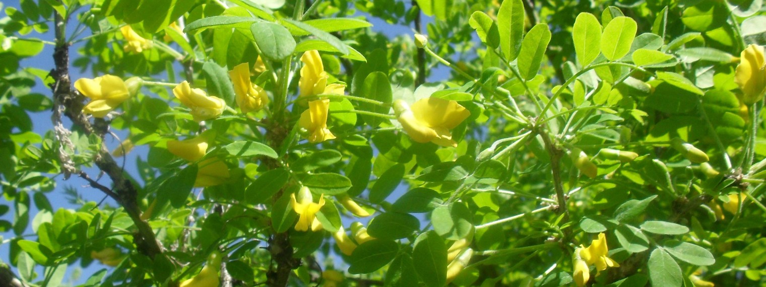 Алтайпчелопром