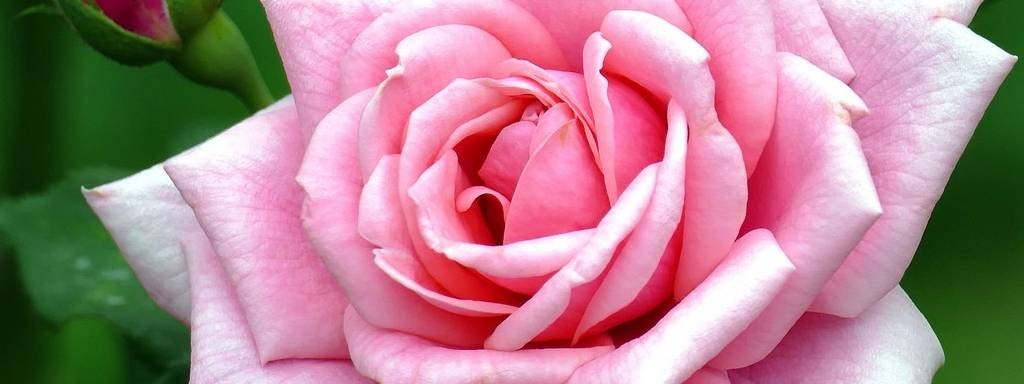 Ольга Немцова