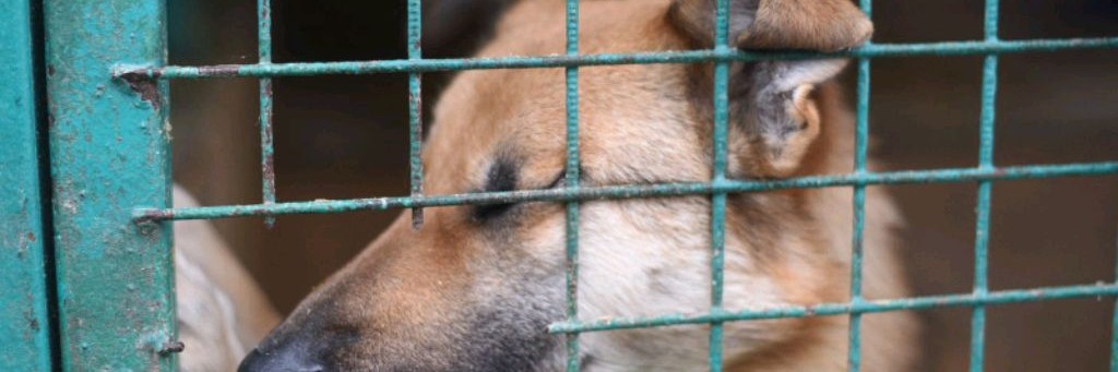 Budni_lohmatogo_priuta