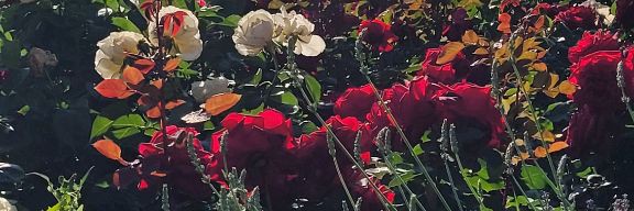 Бабаевские конфетки