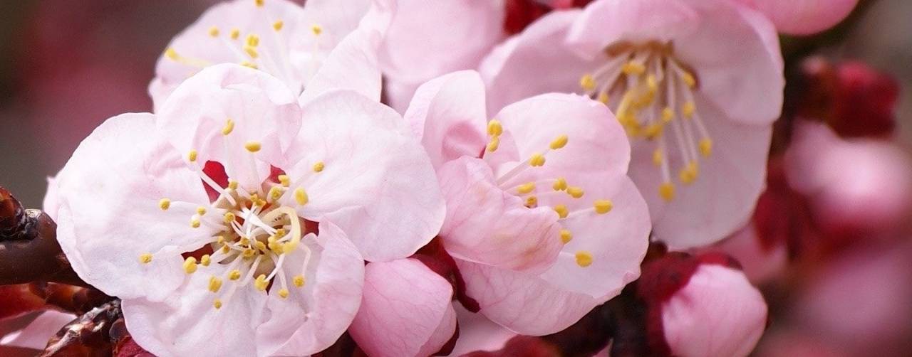 ИннаРеал.ПРО