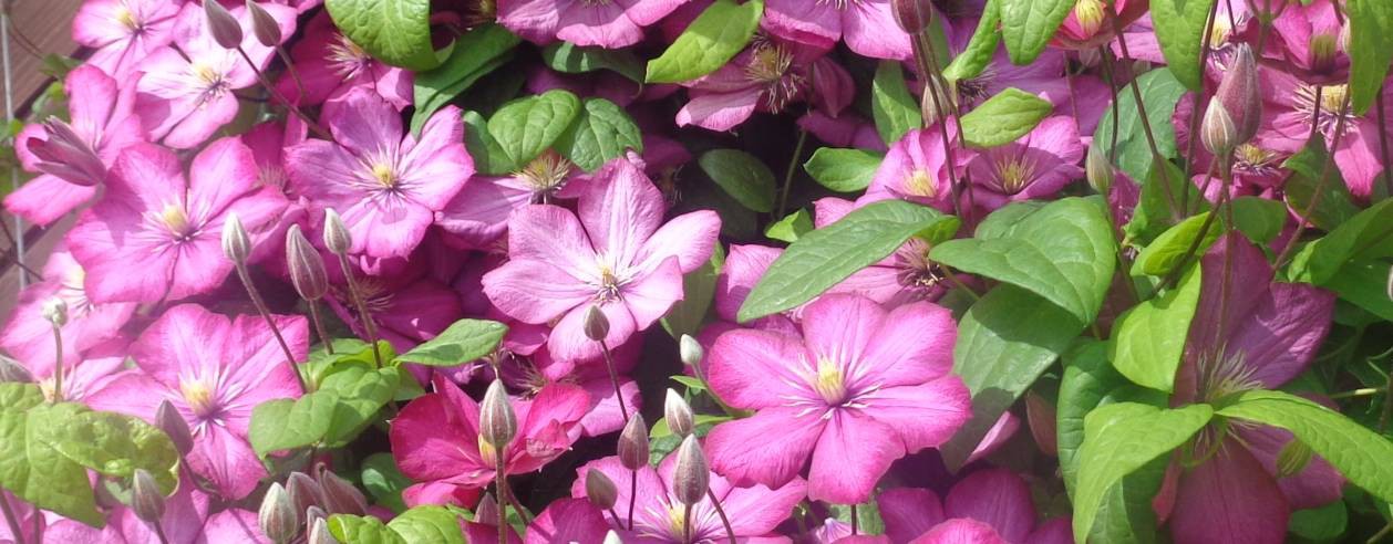 Наше деревенское хозяйство