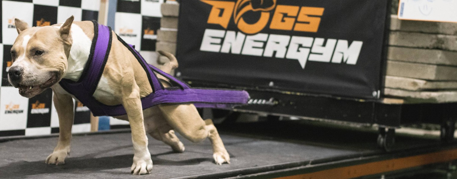 ПитСтаффБуль