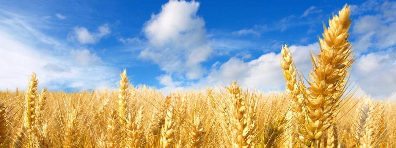 Администрация Шпаковского муниципального округа