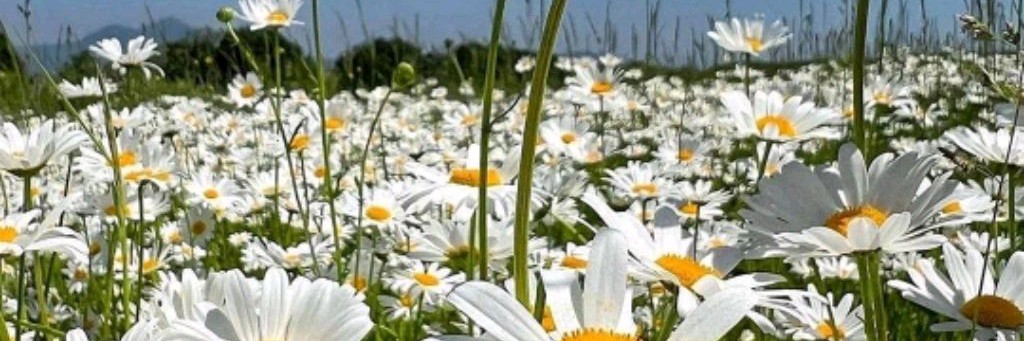 Надя Макашова. Стразики и крестики.