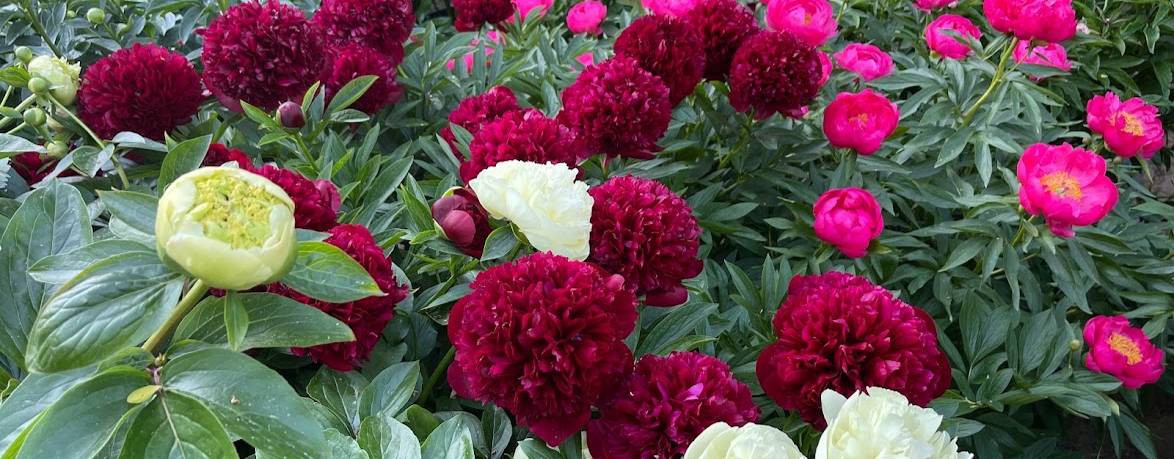 Пионовый Рай