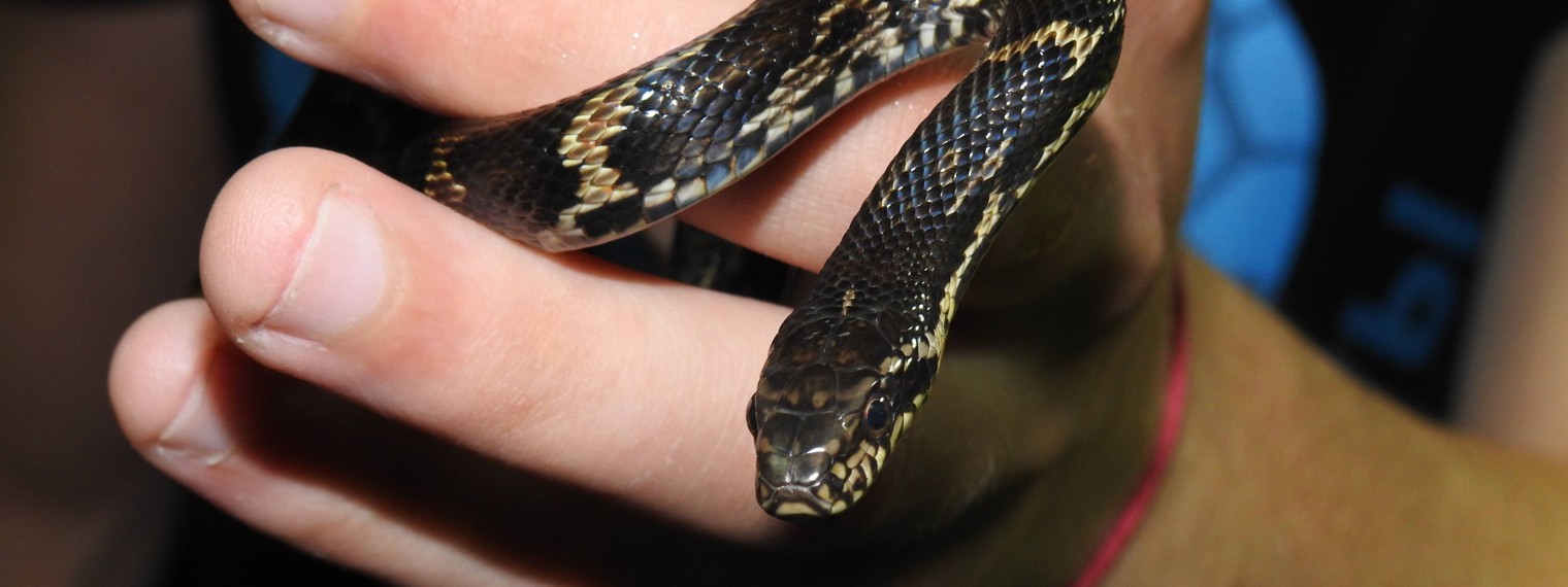 Русский Полоз - Terrafood