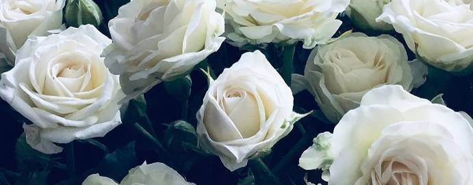 Добро белых роз  в память Юрия Шатунова