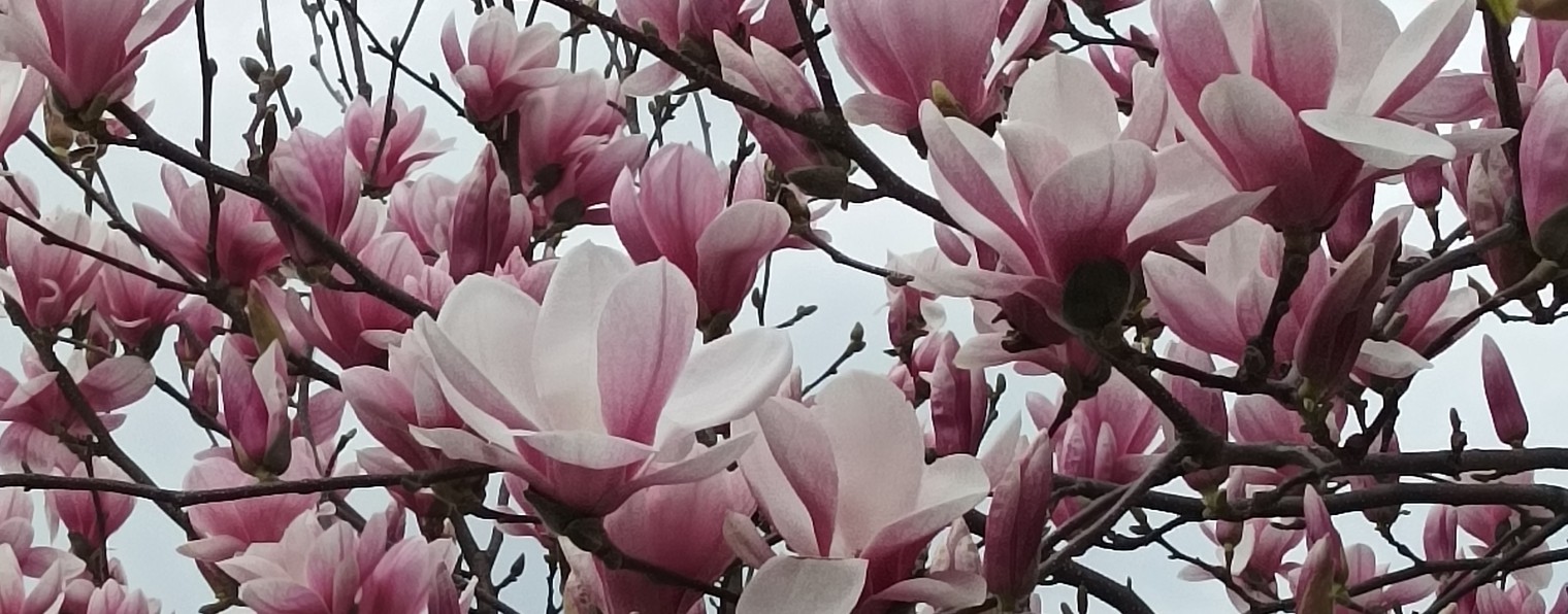 Gardenia small pet's