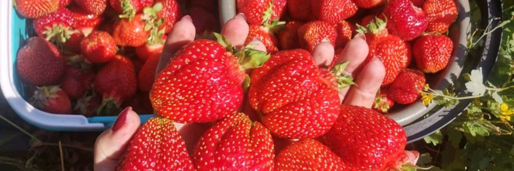 Ягодное Величество