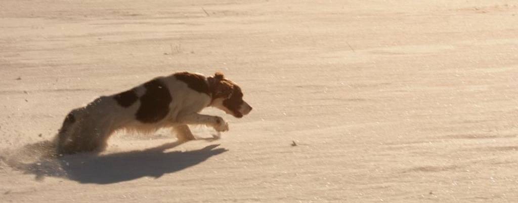 ВладВладыч