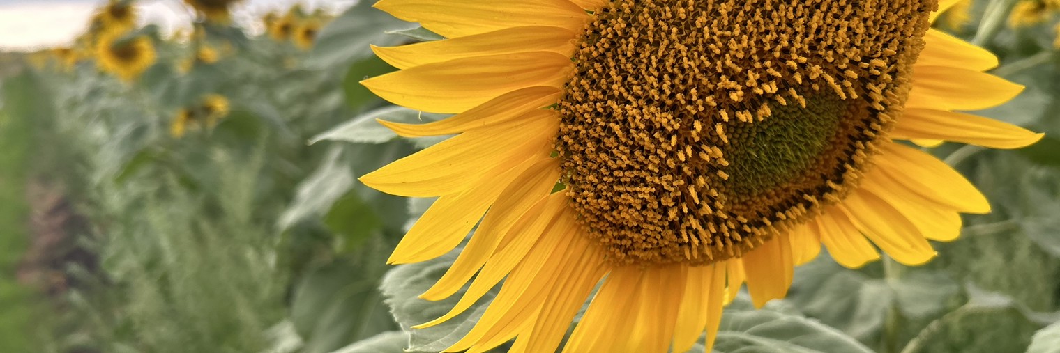 Родной край Дрожжаное