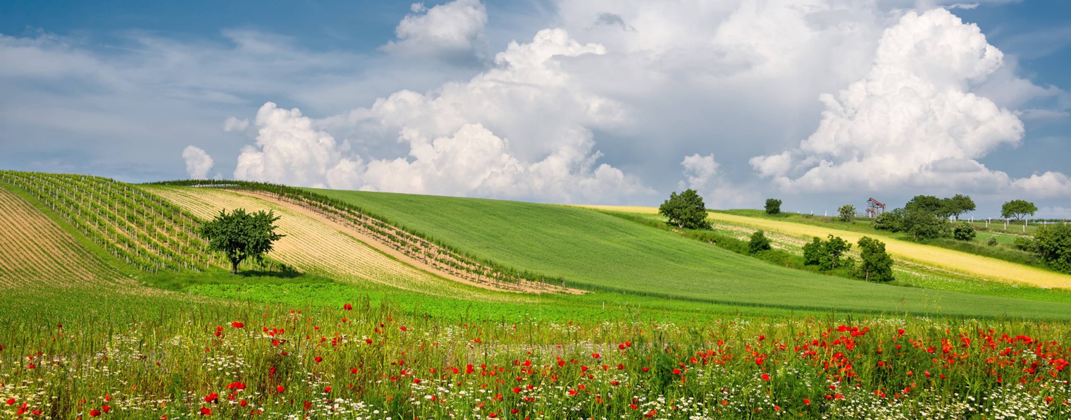 Дачная история