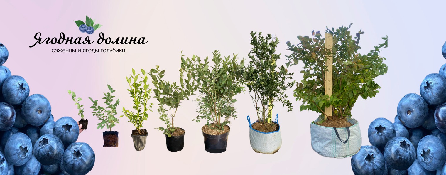 Лаборатория и питомник саженцев «Ягодная долина»