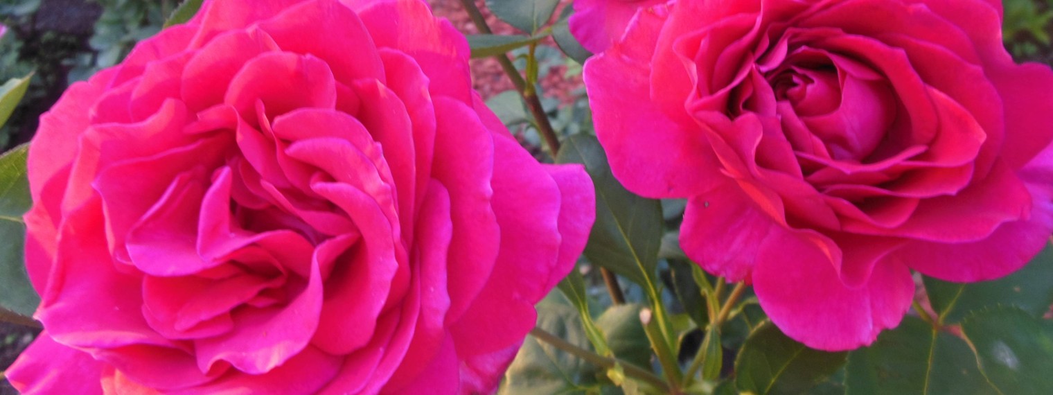 РОЗОВОЕ ХОББИ