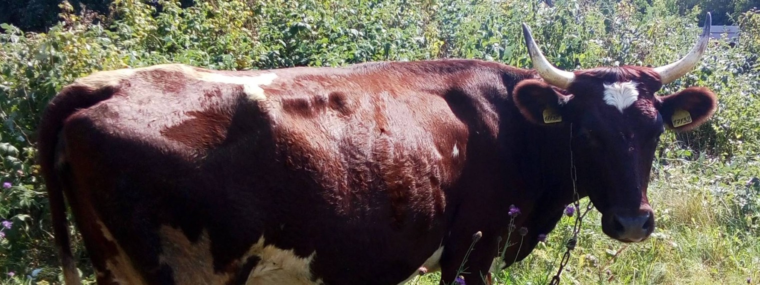 Моя мини ферма