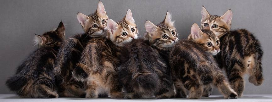 Курильские бобтейлы. Истории из жизни