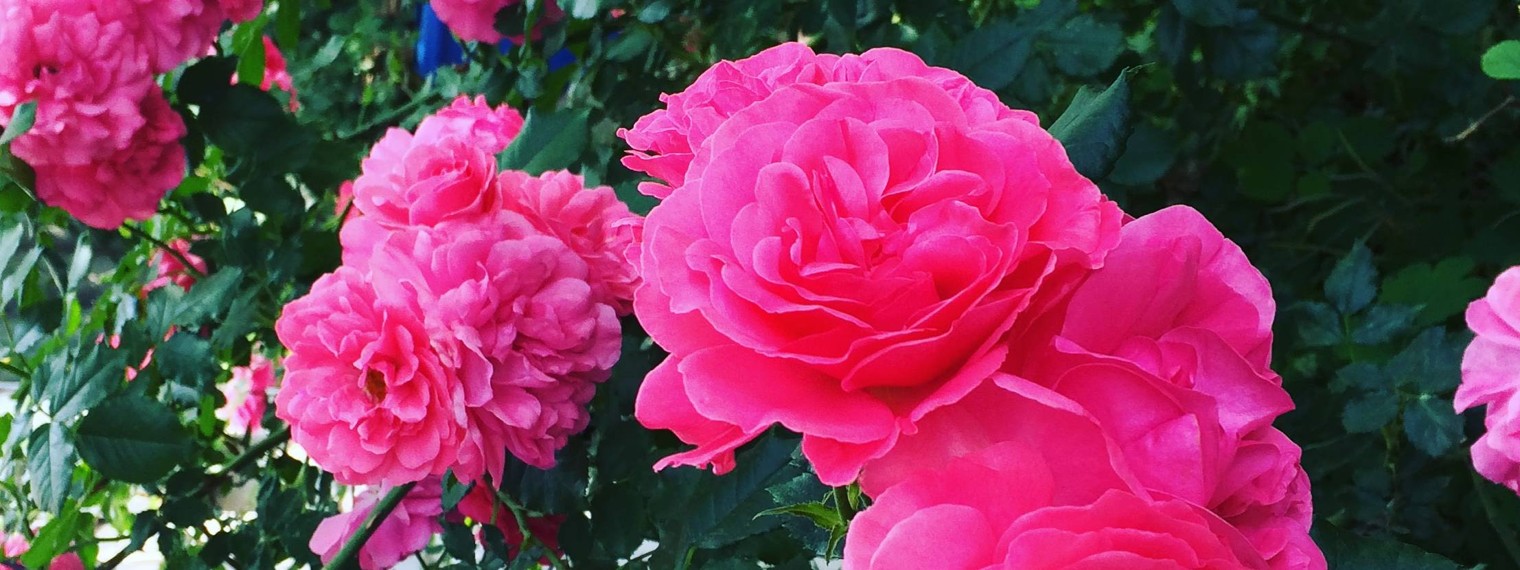 В саду с Зинаидой Осиповой