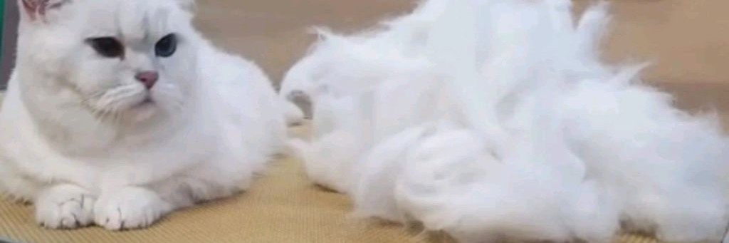 Груминг салон "Балути" Стрижка домашних животных.