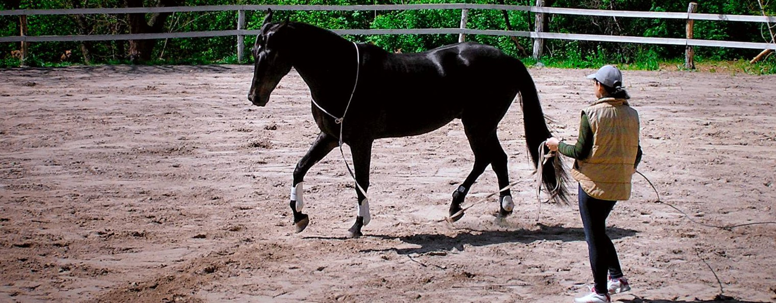 От уха до копыта