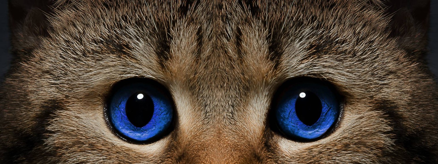 Кототерапия - тут котики