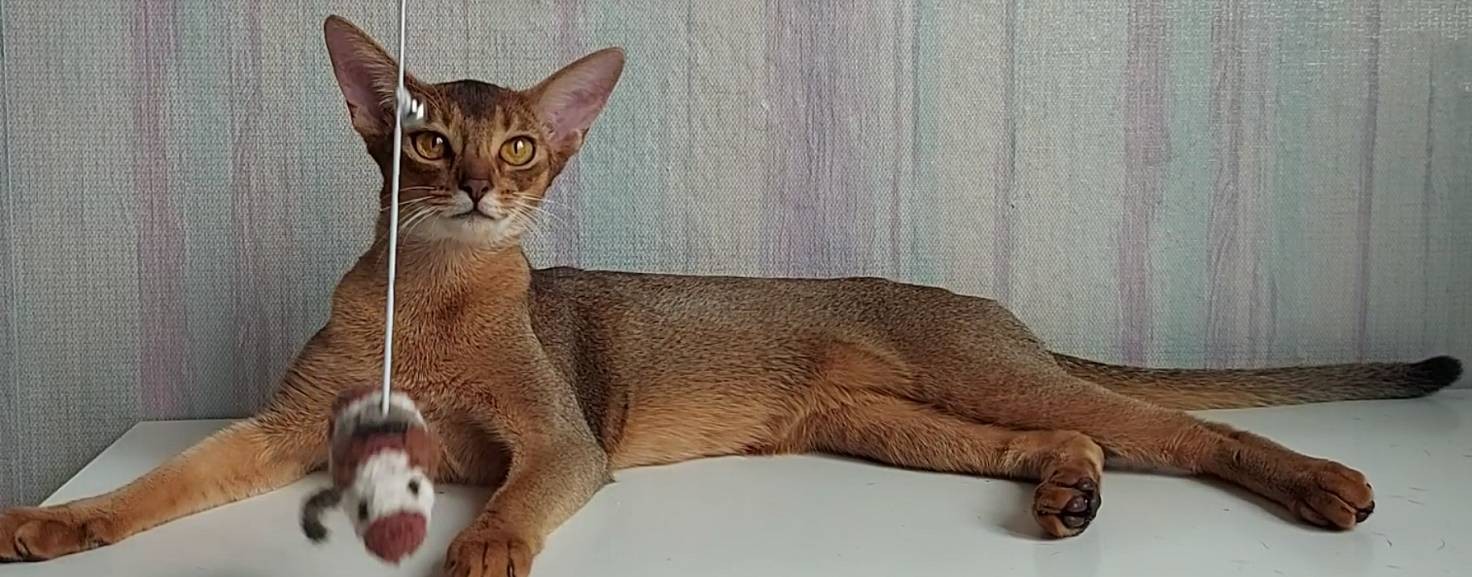 abissinskiekotiata.ru