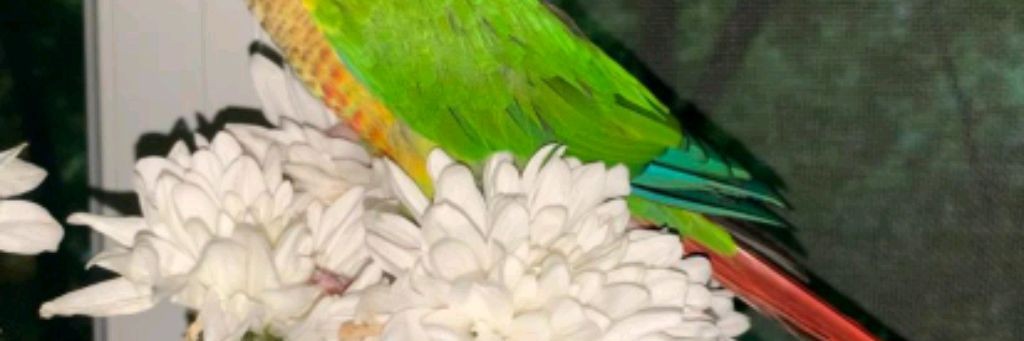 ТАМ ГДЕ ЖИВЁТ СВЕТОФОРЫЧ