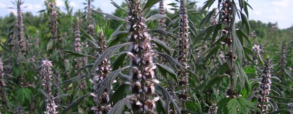 Народная медицина