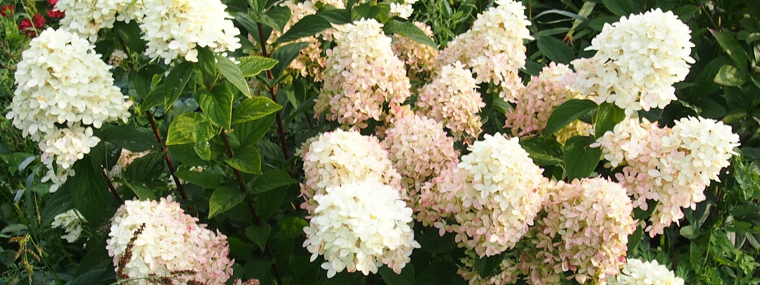 Цветочный дворик на Алтае