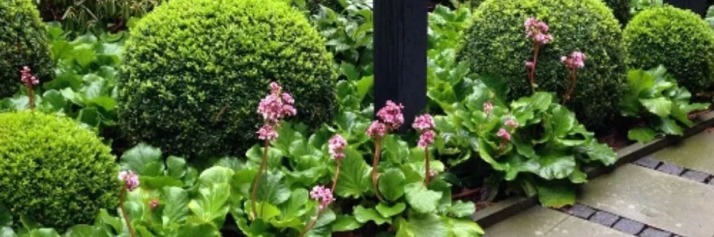 Сад с нуля на бедной земле. Сибирь.