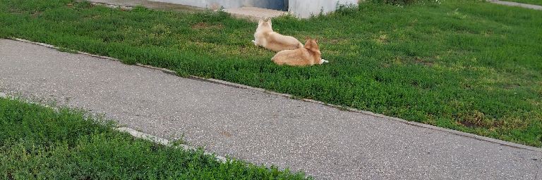 Бродилка Ру