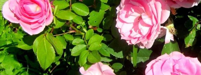 Любовь Первушина