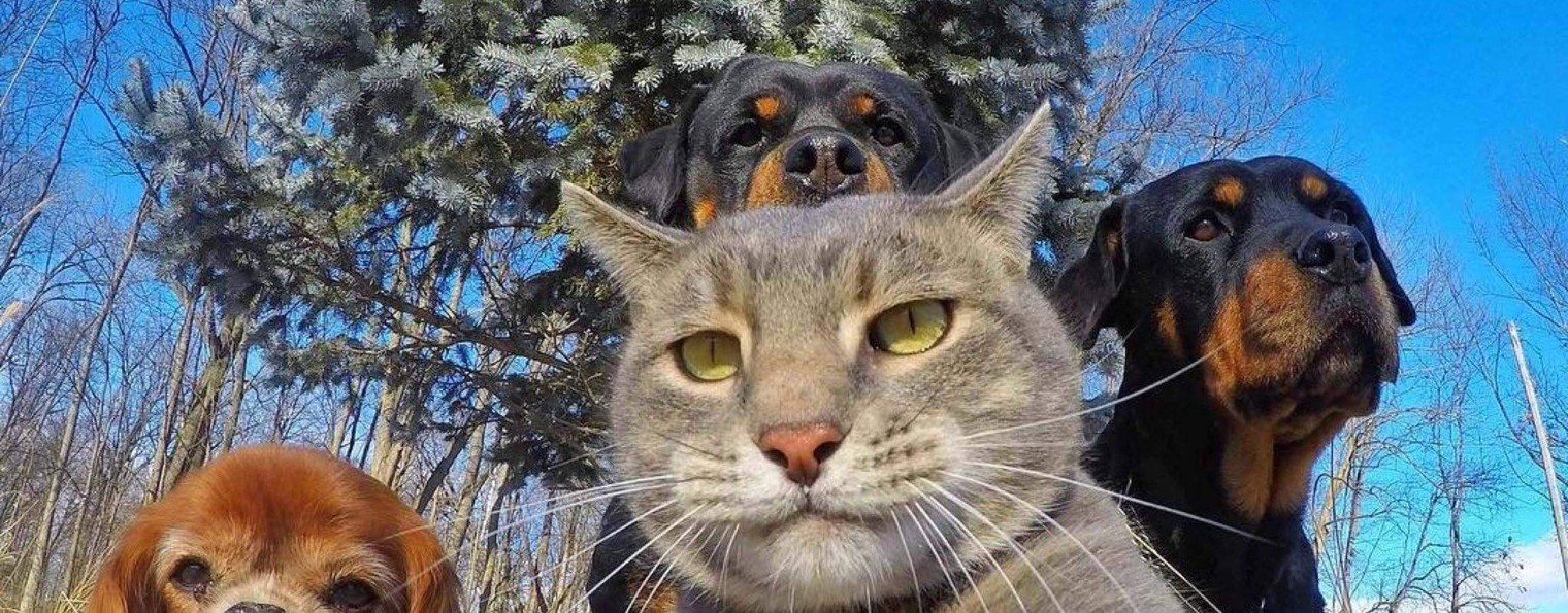 Веселье на каждый день