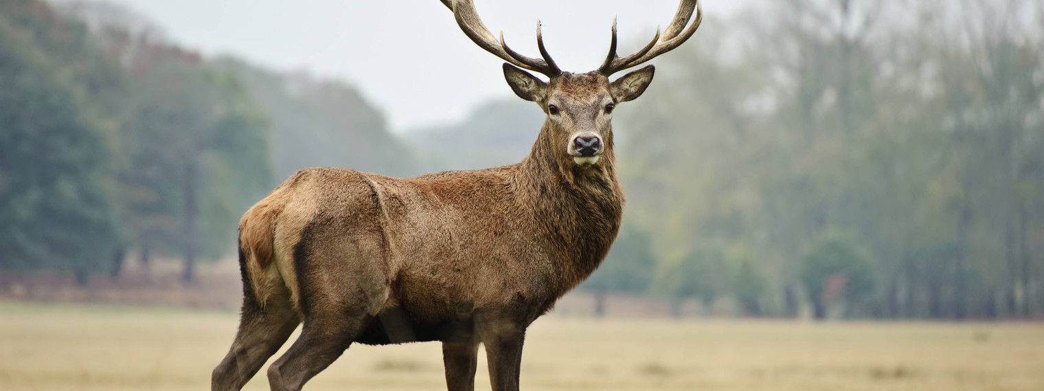 Магия трав - ЭКО-продукция для здоровья нации